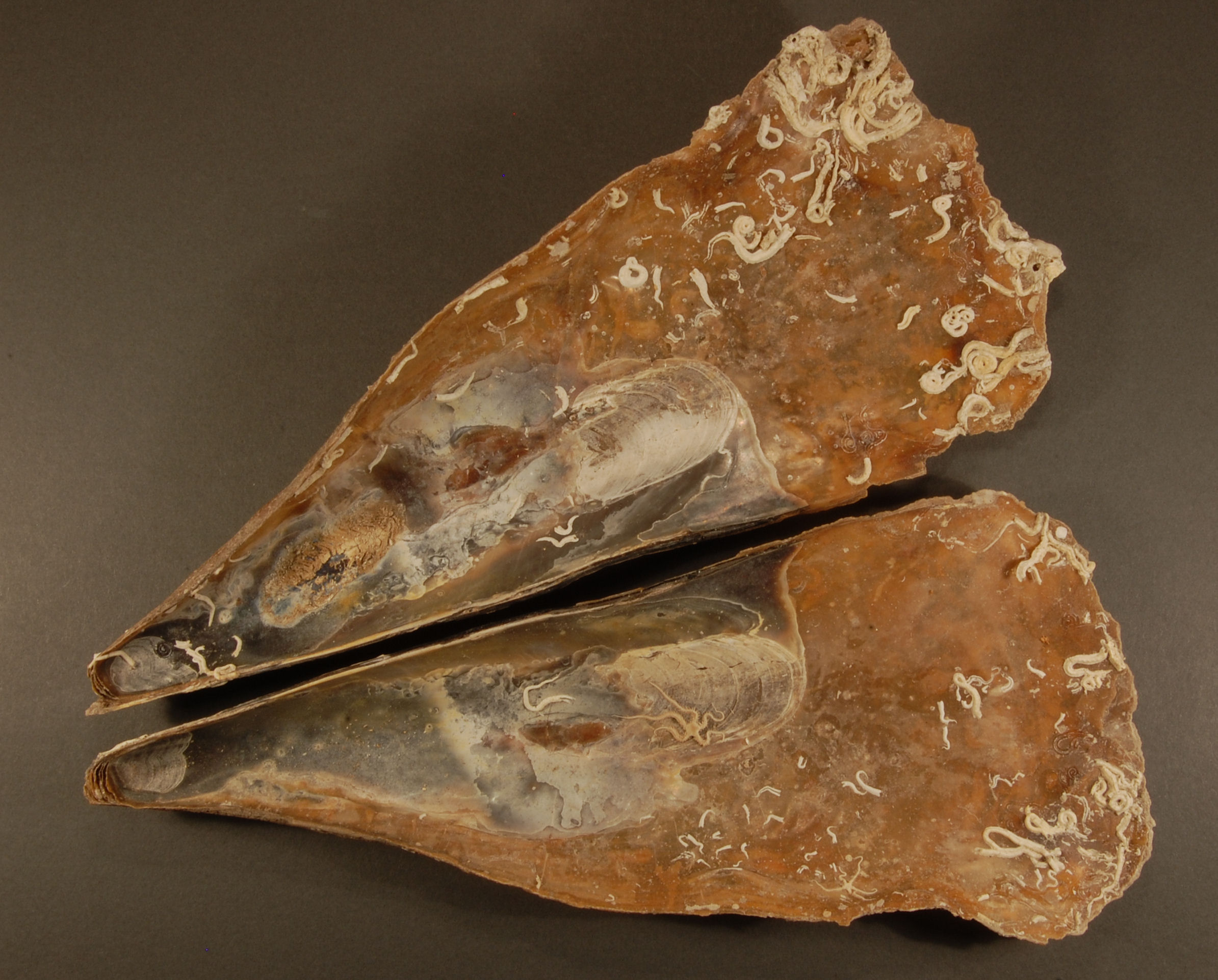 Collections | Stromness Museum